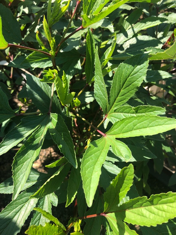Organic Indian Gongura Seeds pulicha Keerai Roselle Plant - Etsy