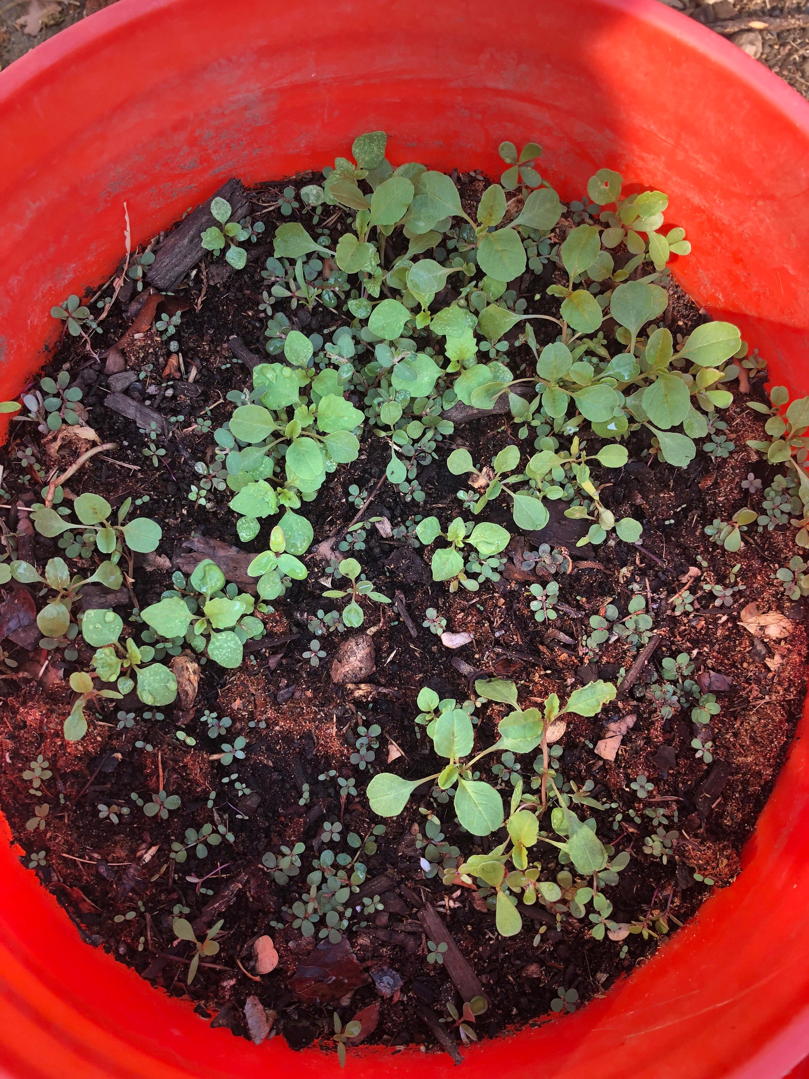 Organic Indian Manathakkali Keerai, Kamanchi Chettu, Kakki Soppu, Makoi ...