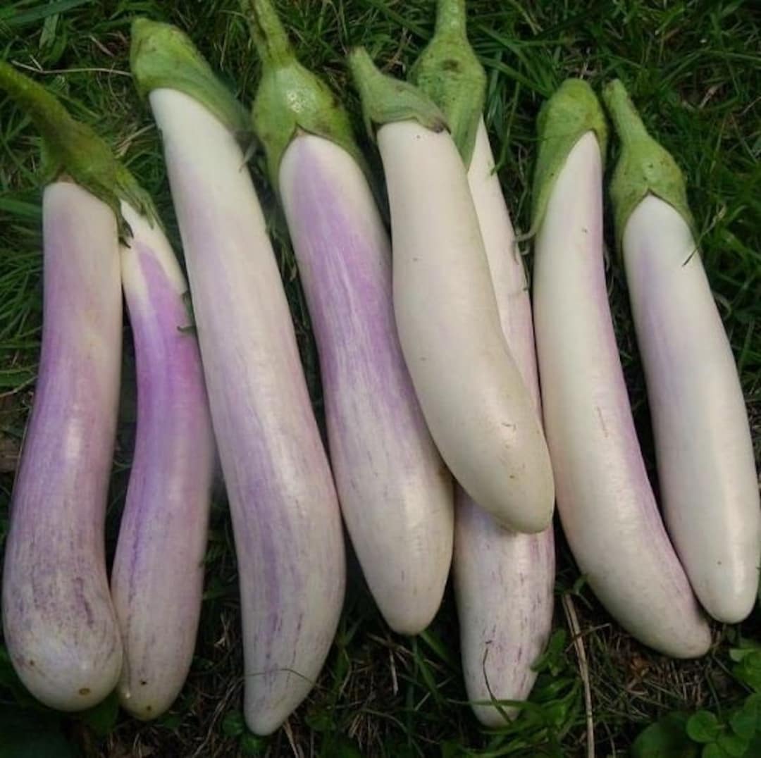 Organic LONG Pink Egg Plant [vankaya. Kathirikkai] Seeds - Etsy