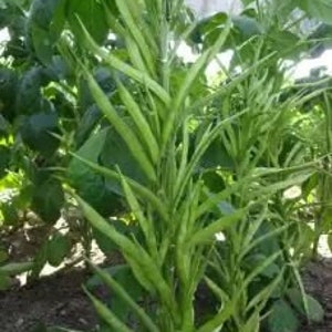 Indian Organic Cluster Beans Seeds [gavar, Guar, Guvar Beans ...