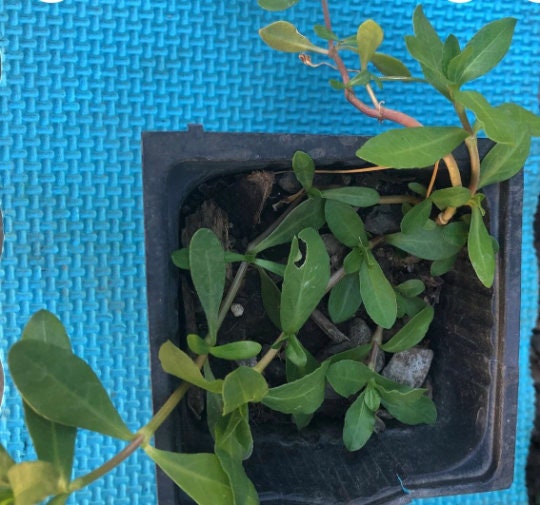 Ferns, Grasses & Bamboo Organic Rare Indian Elephant Foot Yam Kanda ...