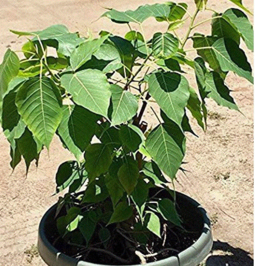 Peepal Tree Seeds [arasamaram, Ficus Religiosa, Aśvattha, Bodhi, Raavi ...