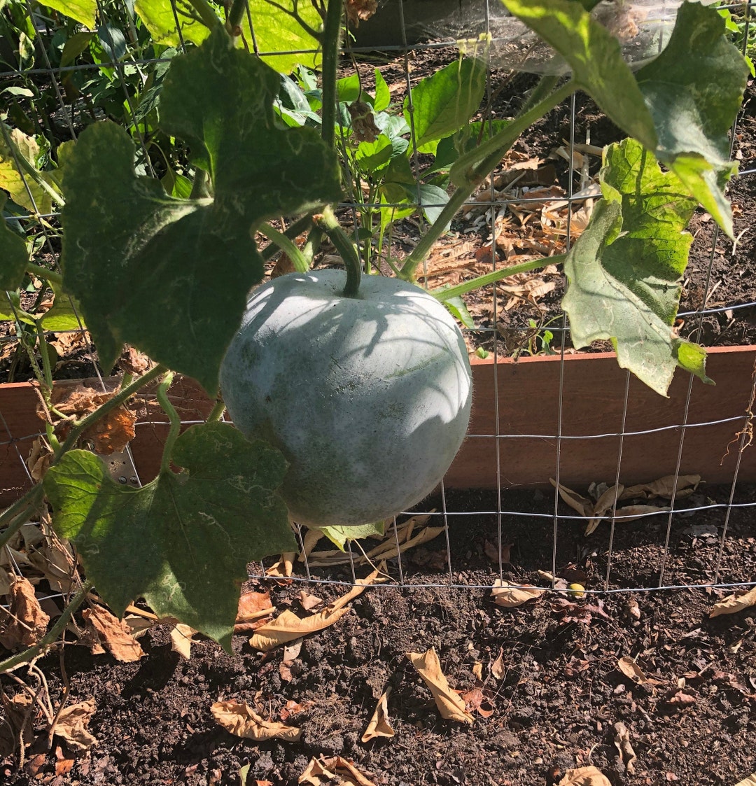 Organic Indian Ash Gourd [poosanikkai, Boodidha Gummadikaya] Seeds - Etsy