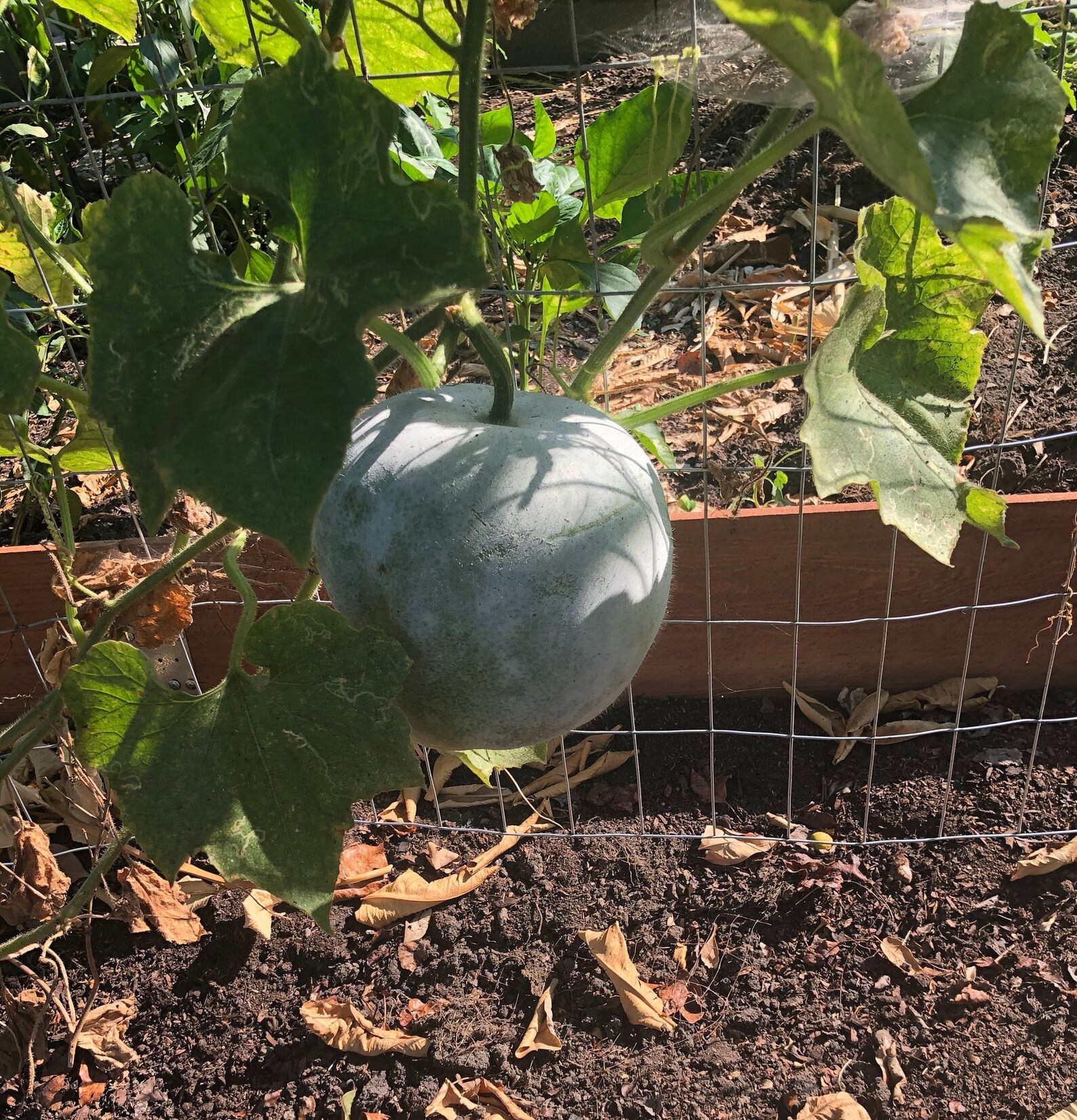 Organic Indian Ash Gourd poosanikkai, Boodidha Gummadikaya Seeds - Etsy