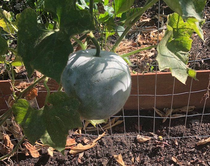 50 Indian Ash Gourd, Wax Gourd White Winter Melon Seeds for Planting ...