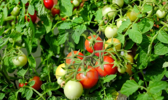 Indian Tomato Tree