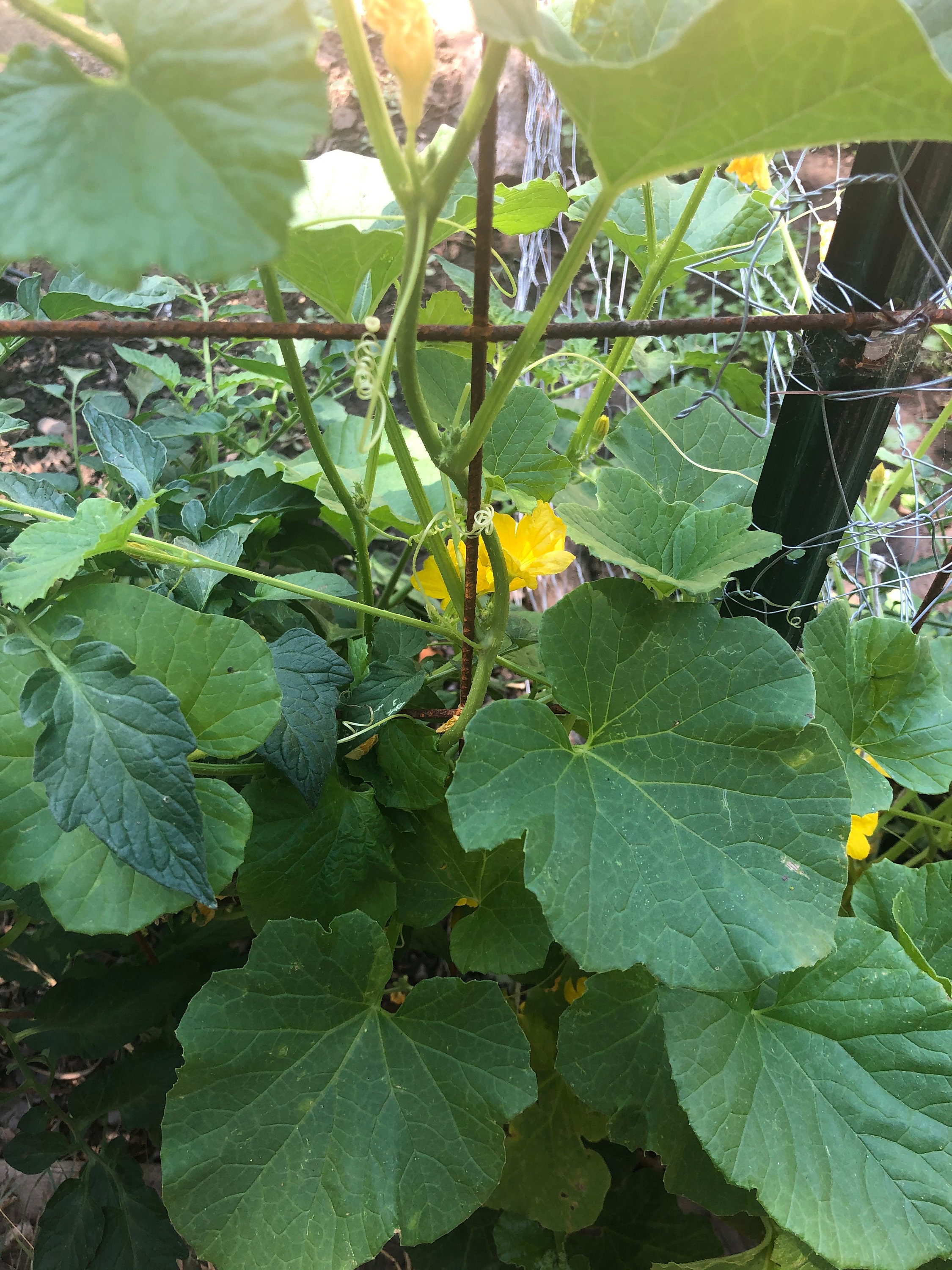 Ferns, Grasses & Bamboo Organic Rare Indian Elephant Foot Yam Kanda ...