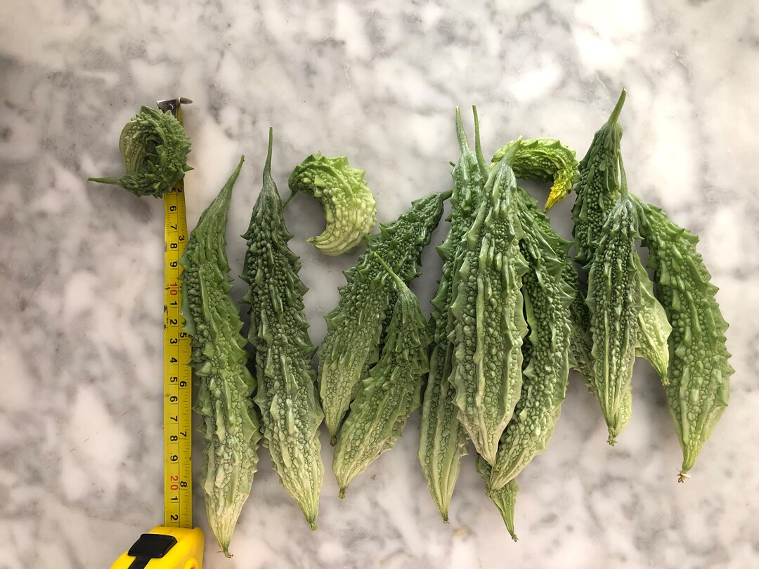 Organic Indian Bitter Gourd Seeds [pavakka, Kakarakaya, Hagalakaya]. - Etsy