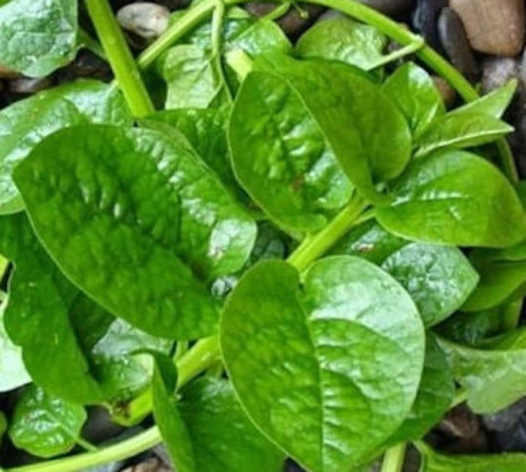 Organic Indian Malabar Spinach Seeds GREEN - Etsy