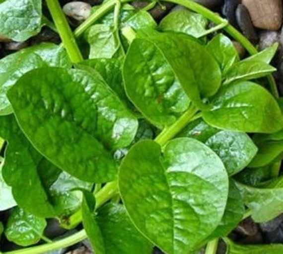 Organic Indian Malabar Spinach Seeds basale Soppu Pasala - Etsy