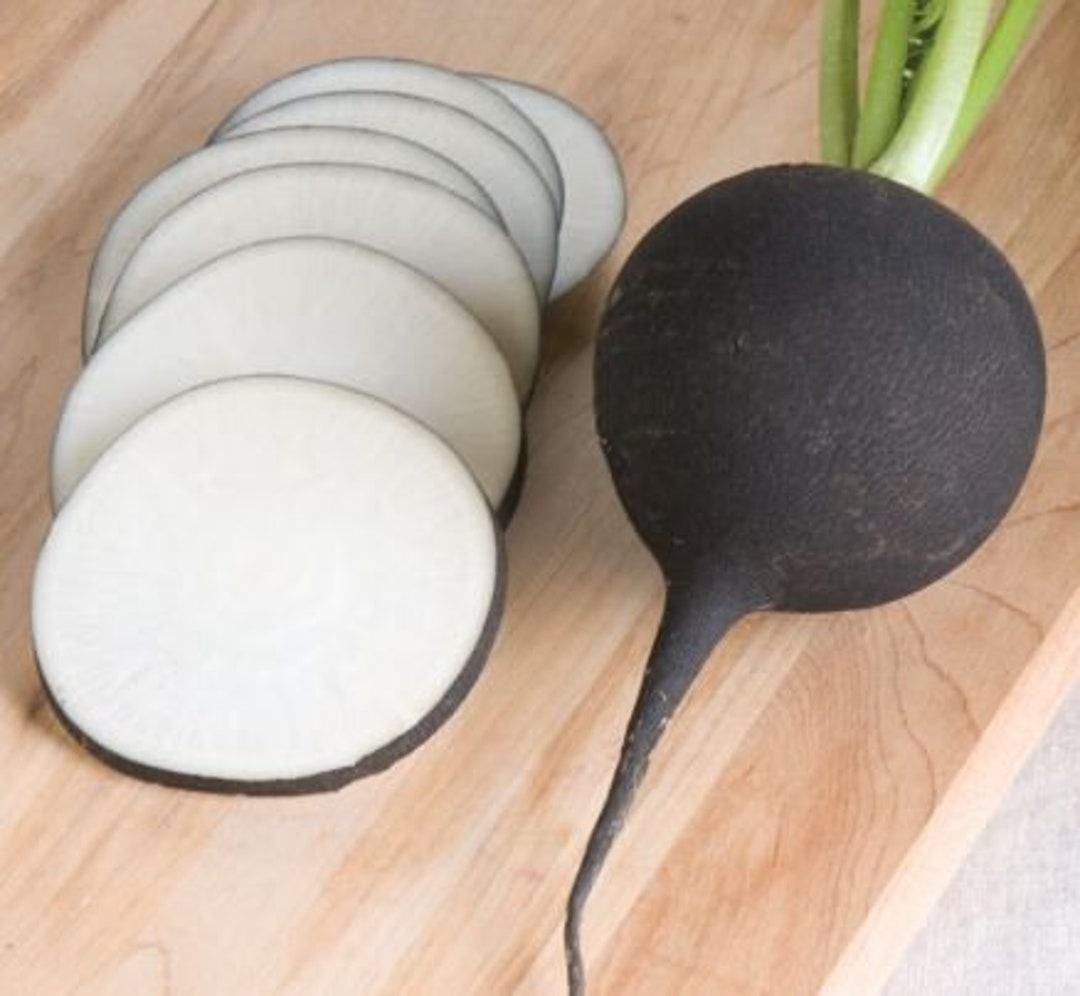 Organic Black Radish Round Plant Seeds Medicinal Plant mullangi, Daikon ...