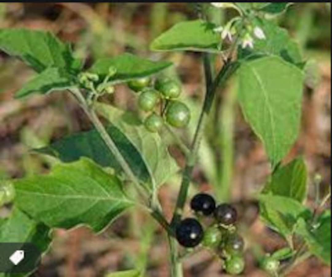 Organic Indian Manathakkali Keerai, Kamanchi Chettu, Kakki Soppu, Makoi ...
