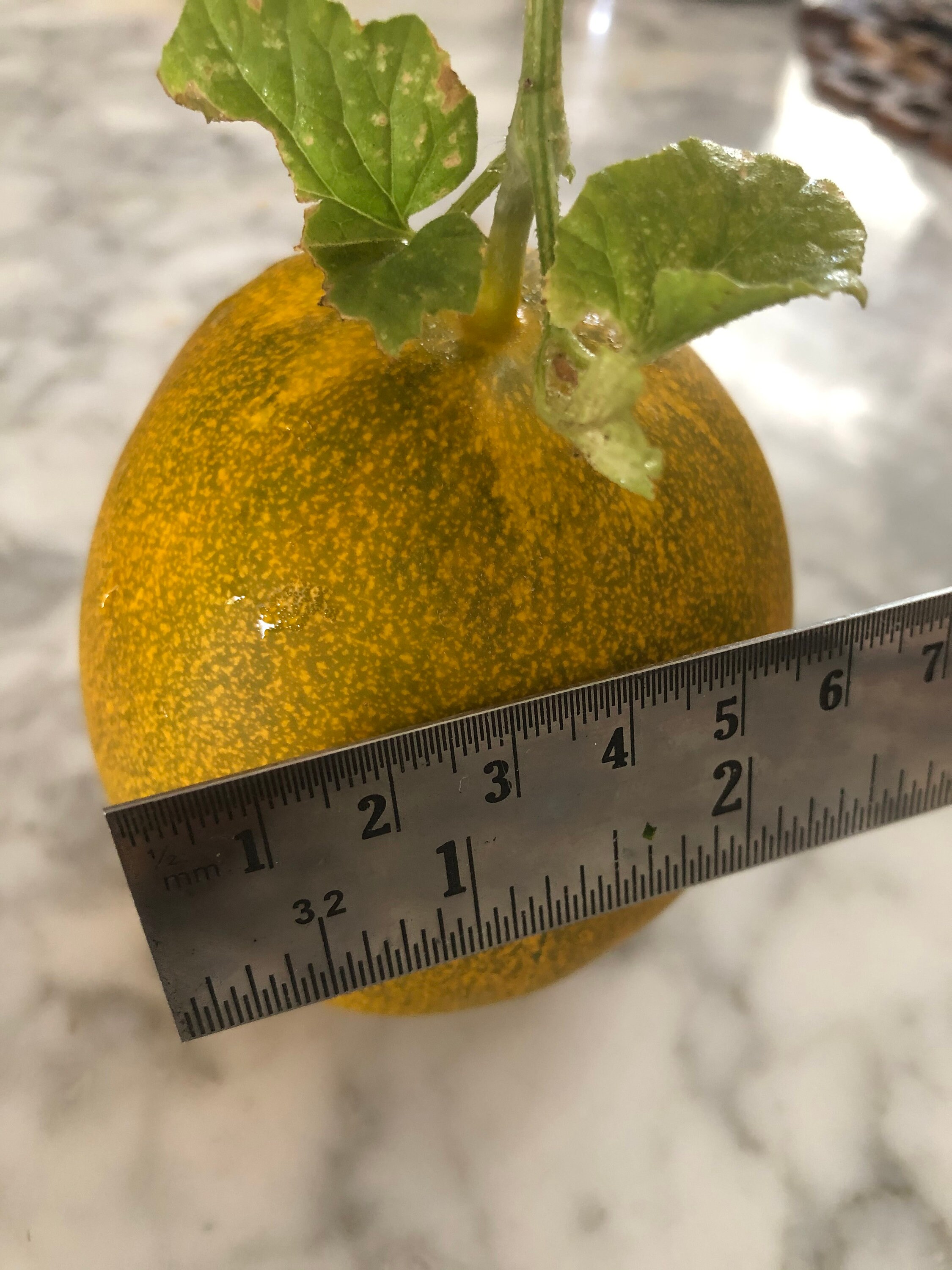 Ferns, Grasses & Bamboo Organic Rare Indian Elephant Foot Yam Kanda ...