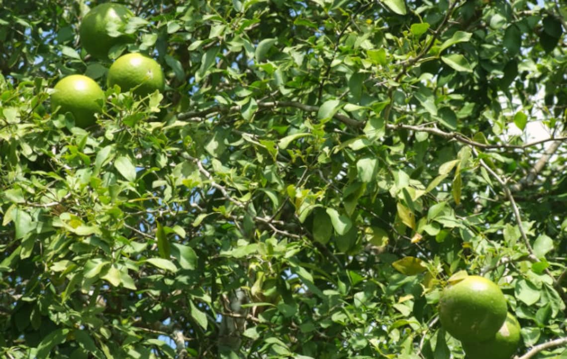 Vilvam Tree Seeds [vilvam, Vilva, Bilva, Bael, Aegle Marmelos, Bengal ...