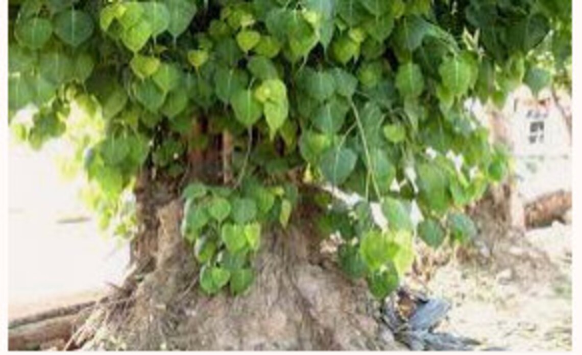 Ficus religiosa Peepul tree seeds Arasamaram Raavi peepal | Etsy