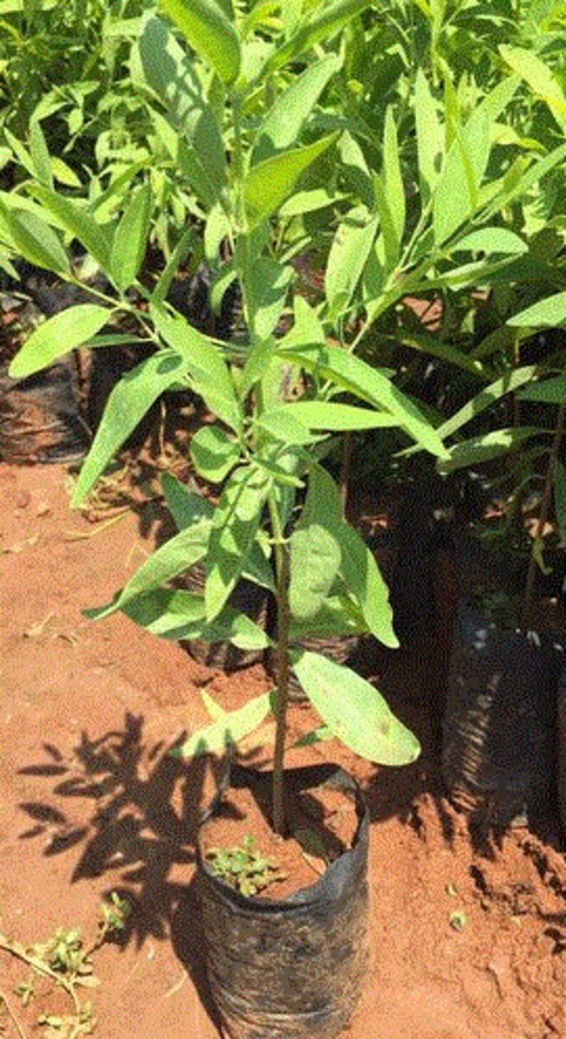 White Mysore Sandalwood Tree Seeds [chandanam, Chandan, Sandhanam] - Etsy