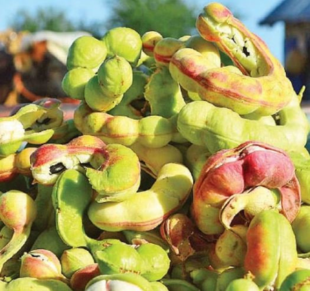 Rare Kodukkappuli, Seema Chintakaya, Dora Hunase, Seeme Hunase, Bakhai ...