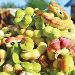 Rare Kodukkappuli, Seema Chintakaya, Dora Hunase, Seeme Hunase, Bakhai ...