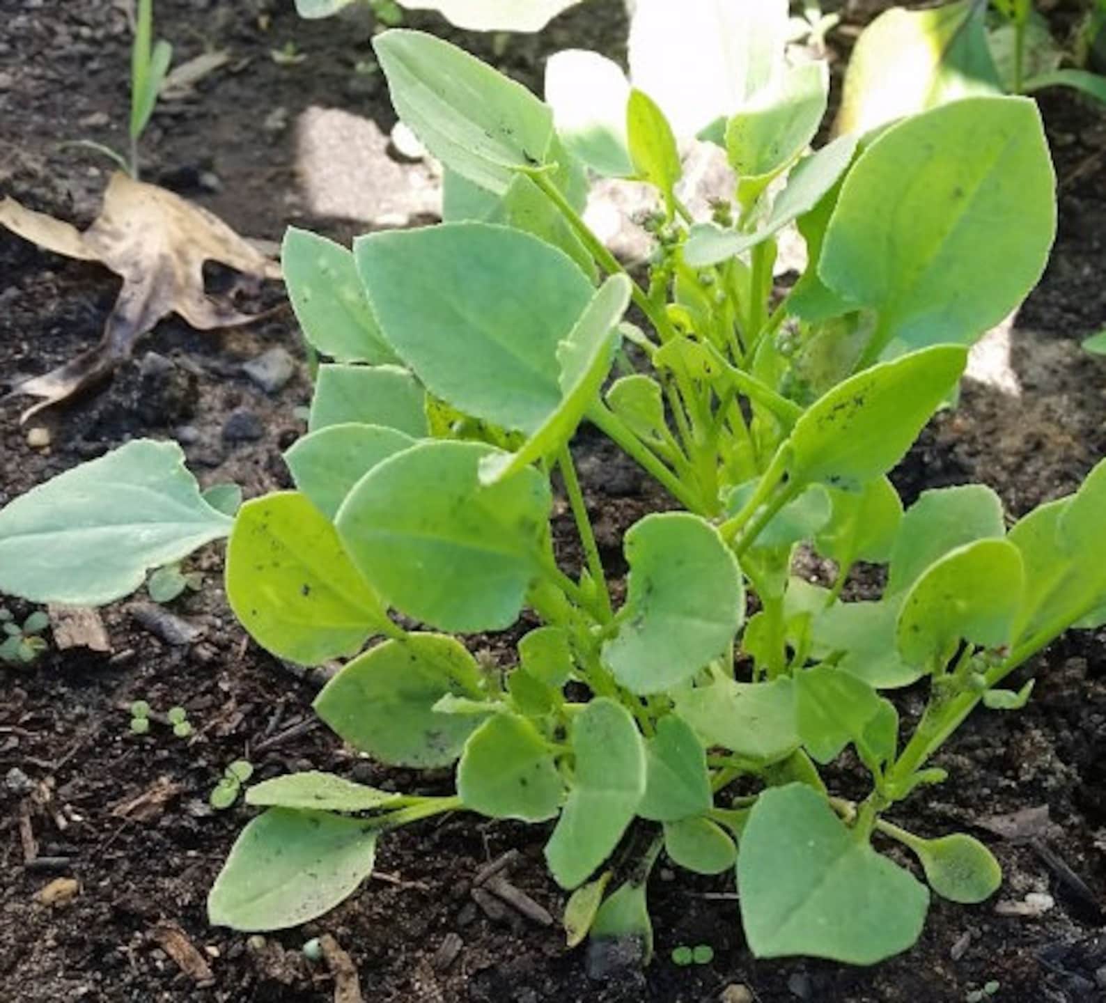 Indian Organic Chukka Koora Plant Seeds [narrow-leaved Dock, Spinach ...