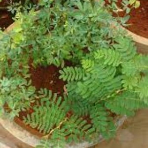 Rare Kodukkappuli, Seema Chintakaya, Dora Hunase, Seeme Hunase, Bakhai ...