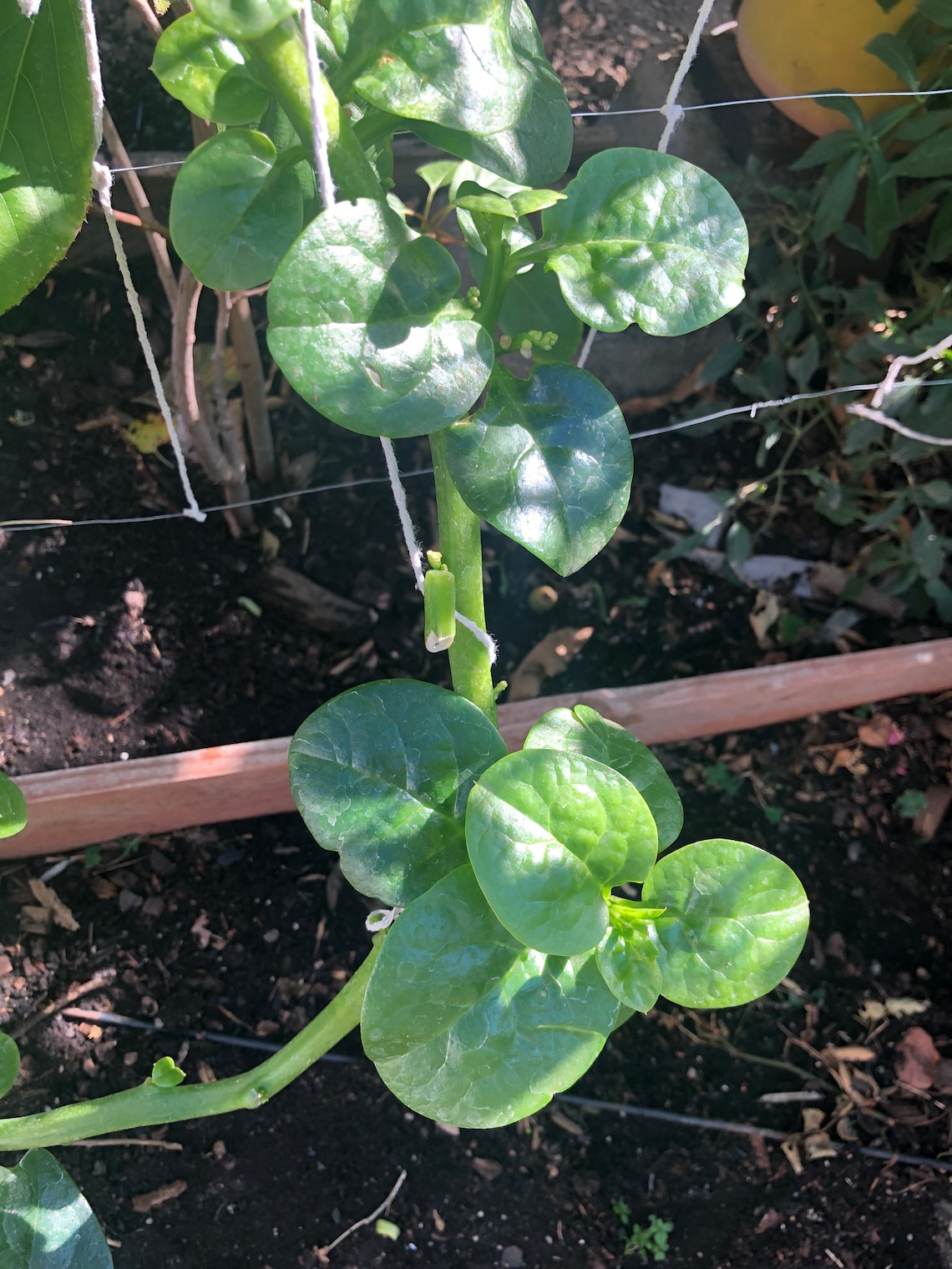 Organic Indian Malabar Spinach Seeds basale Soppu Pasala - Etsy