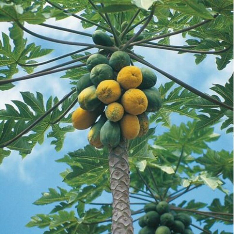 Organic Hawaiian Papaya Tree Seeds - Etsy