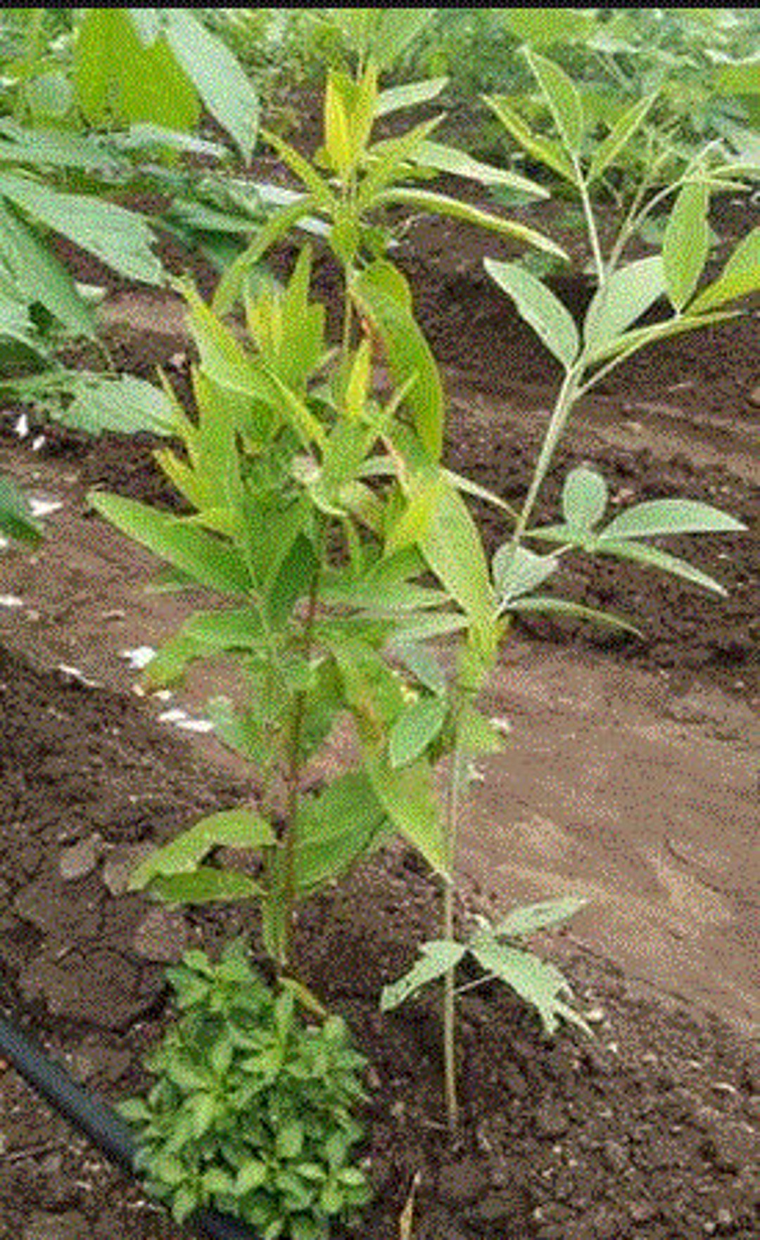 White Mysore Sandalwood Tree Seeds [chandanam, Chandan, Sandhanam] - Etsy