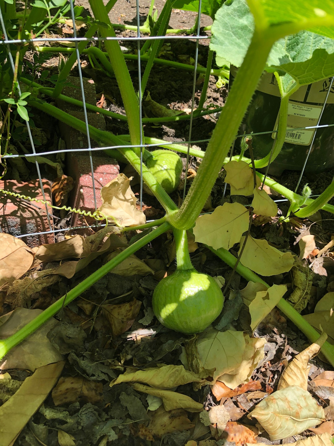 Organic Kabocha Squash - Green Variant [gummadikaya, Parangikai] - Etsy