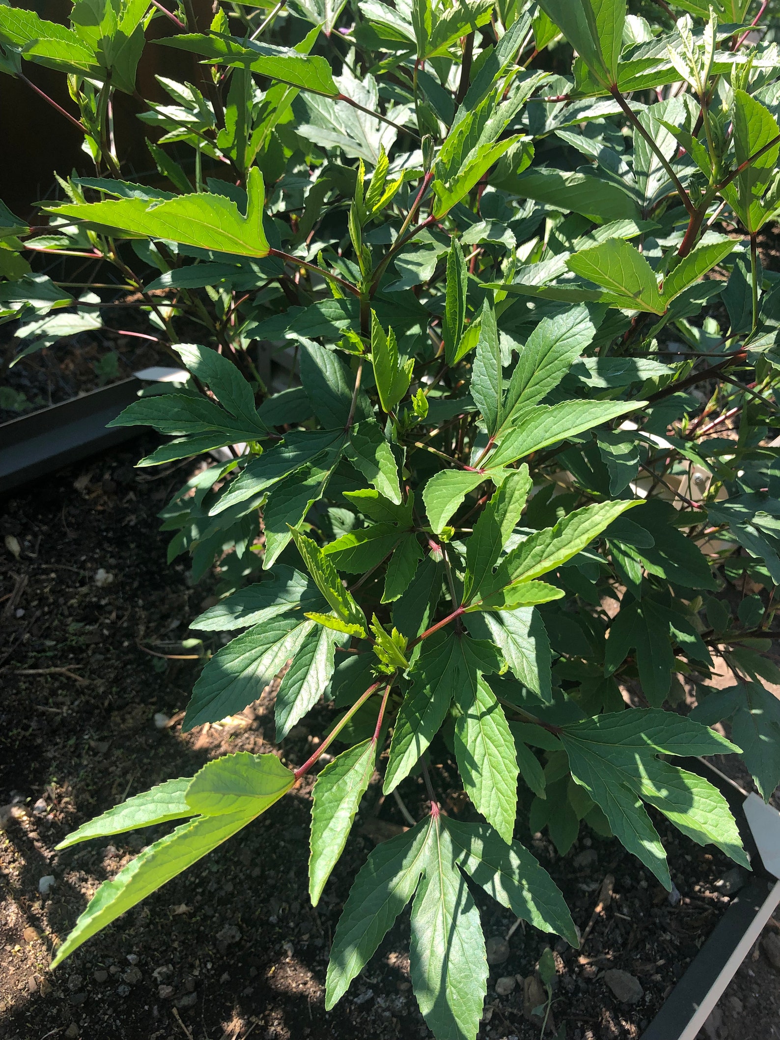 Organic Indian Gongura Seeds (pulicha Keerai, Roselle Plant, Hibiscus ...
