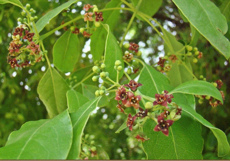 White Mysore Sandalwood Tree Seeds chandanam Chandan - Etsy