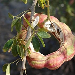 Rare Kodukkappuli, Seema Chintakaya, Dora Hunase, Seeme Hunase, Bakhai ...