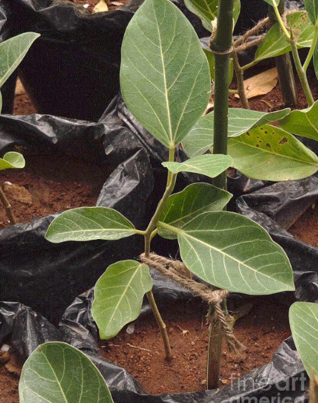 Banyan Tree Seeds [vat Vriksha, Bargad, Aladamara, Alamaram, Marri ...