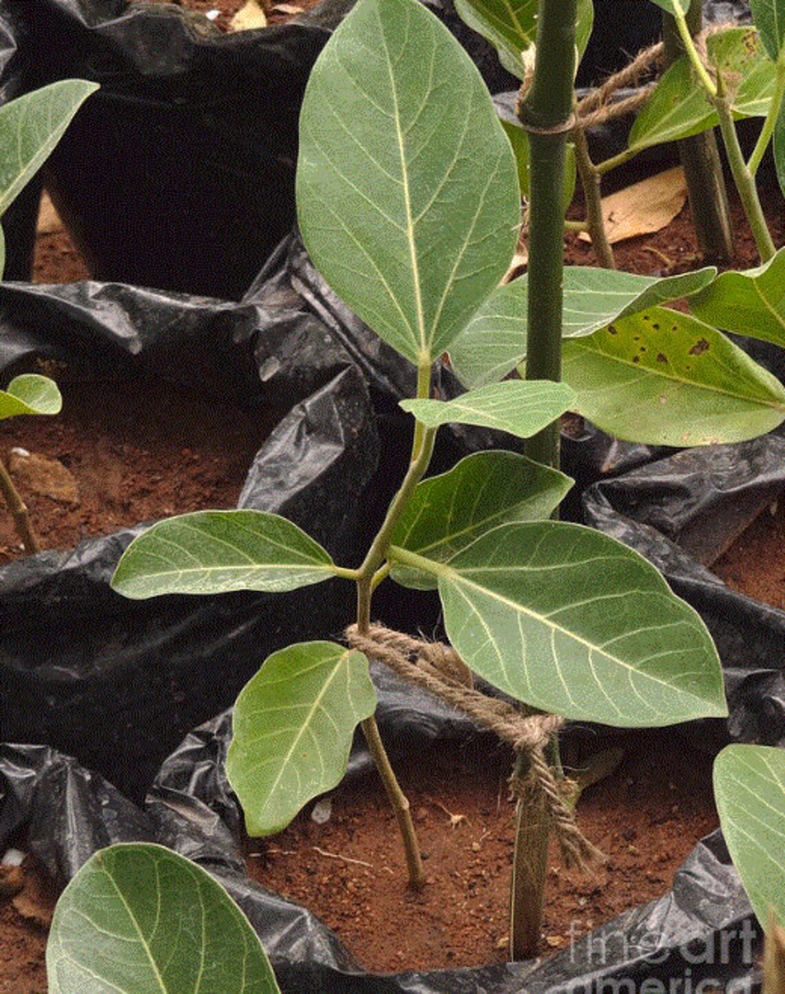 Banyan Tree Seeds [vat Vriksha, Bargad, Aladamara, Alamaram, Marri ...