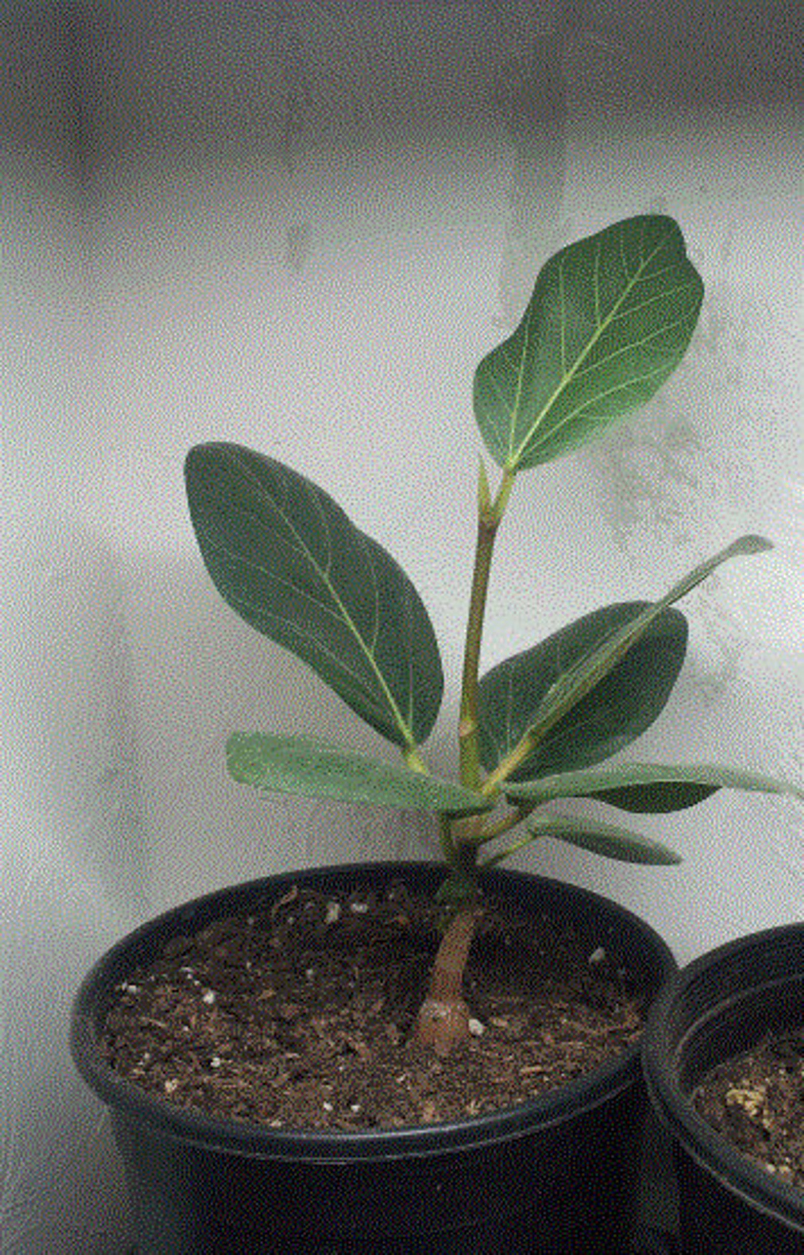 Banyan Tree Seeds [vat Vriksha, Bargad, Aladamara, Alamaram, Marri ...