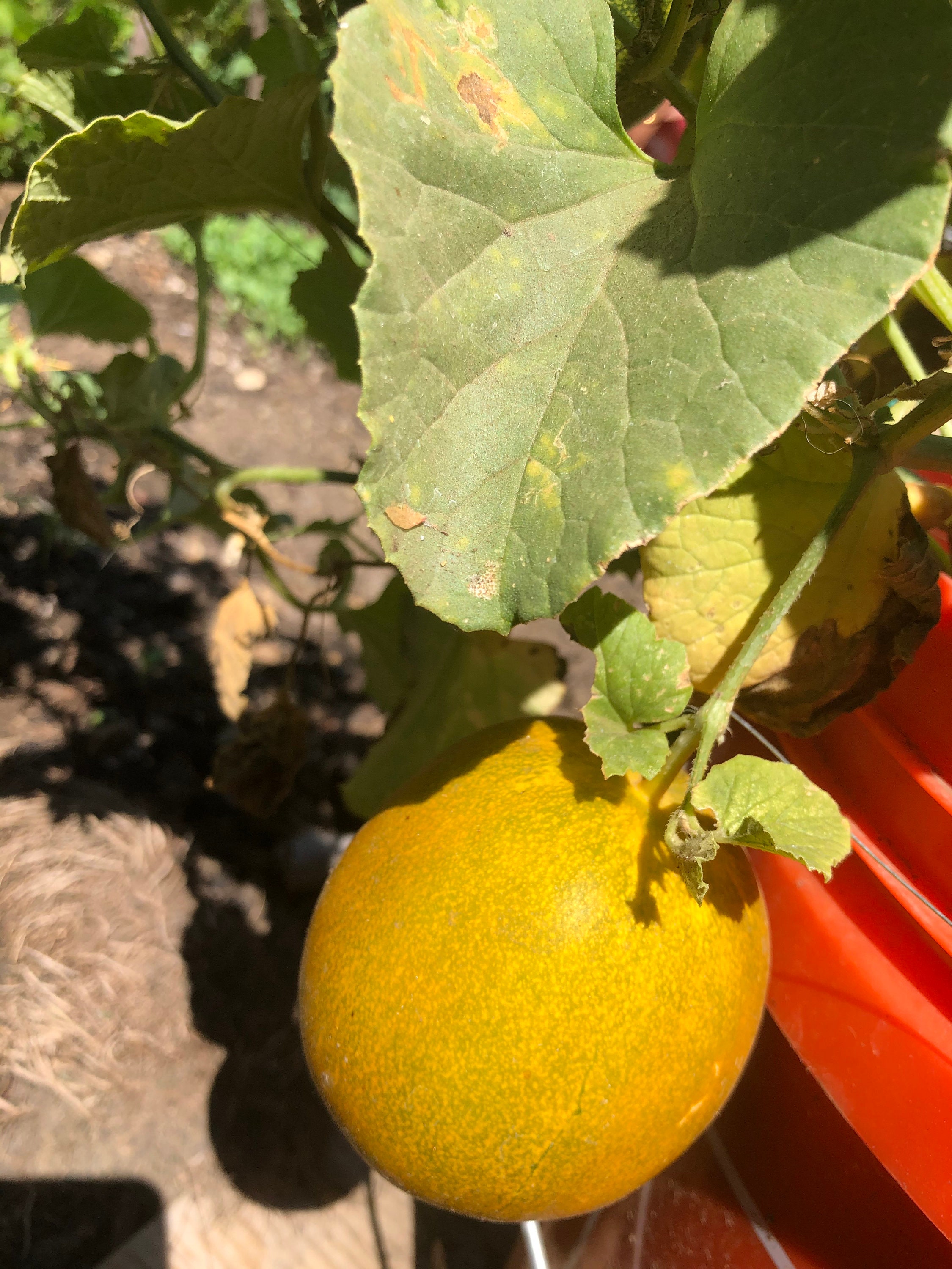 Ferns, Grasses & Bamboo Organic Rare Indian Elephant Foot Yam Kanda ...
