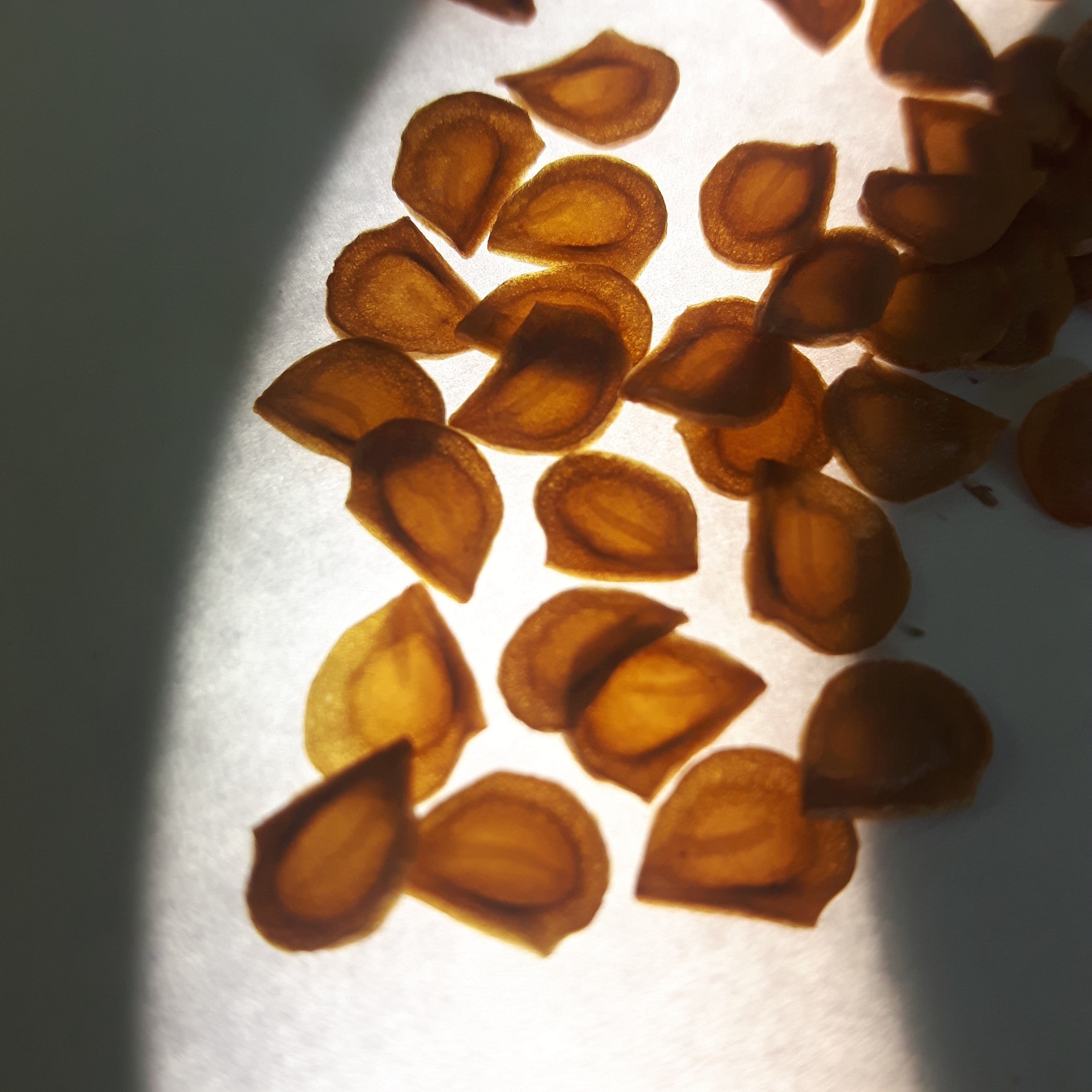 Lily Seed Colour Mix Hand Grown in Saskatchewan Asiatic Lilium 15 Seeds ...