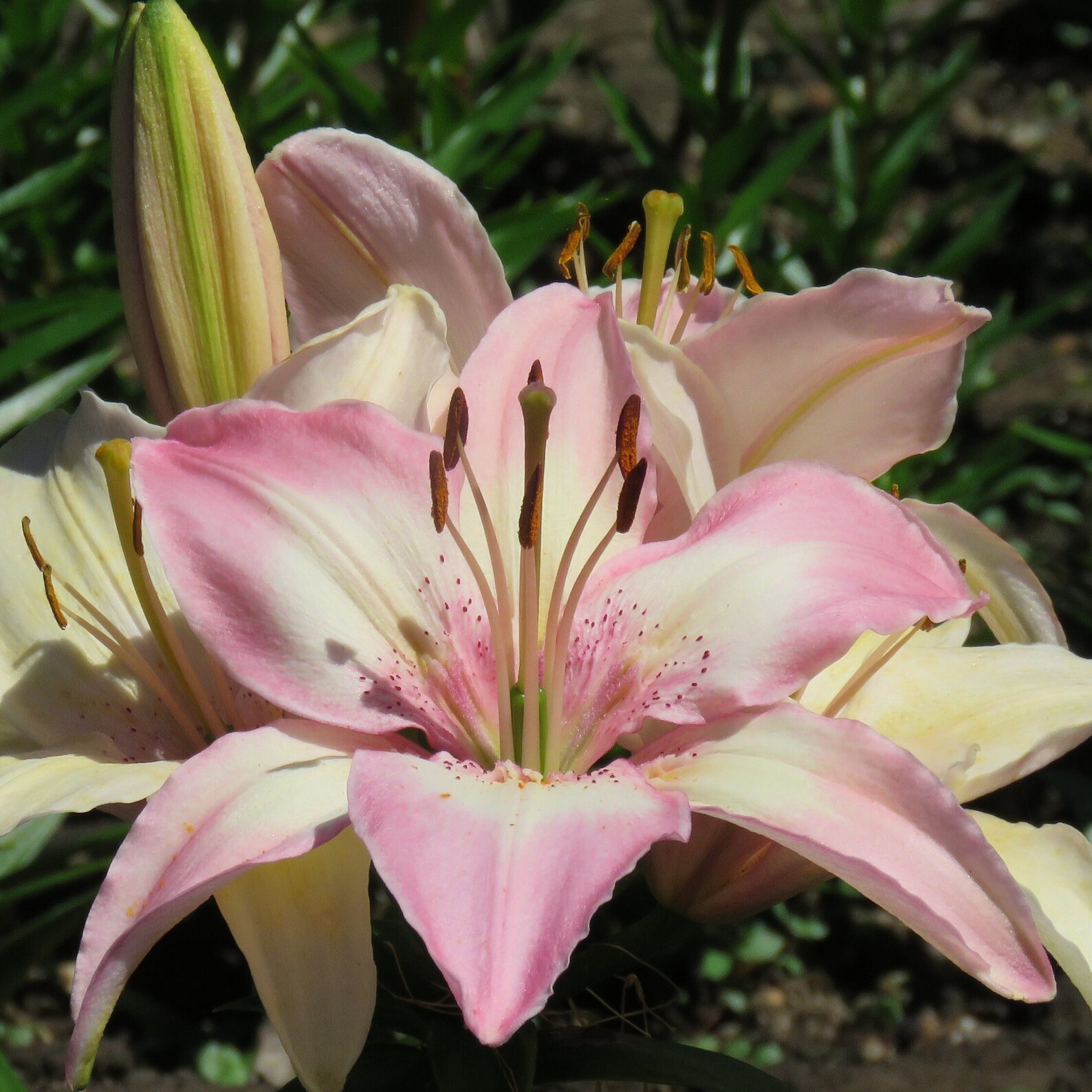 Lily Seed Colour Mix Hand Grown in Saskatchewan Asiatic Lilium 15 Seeds ...