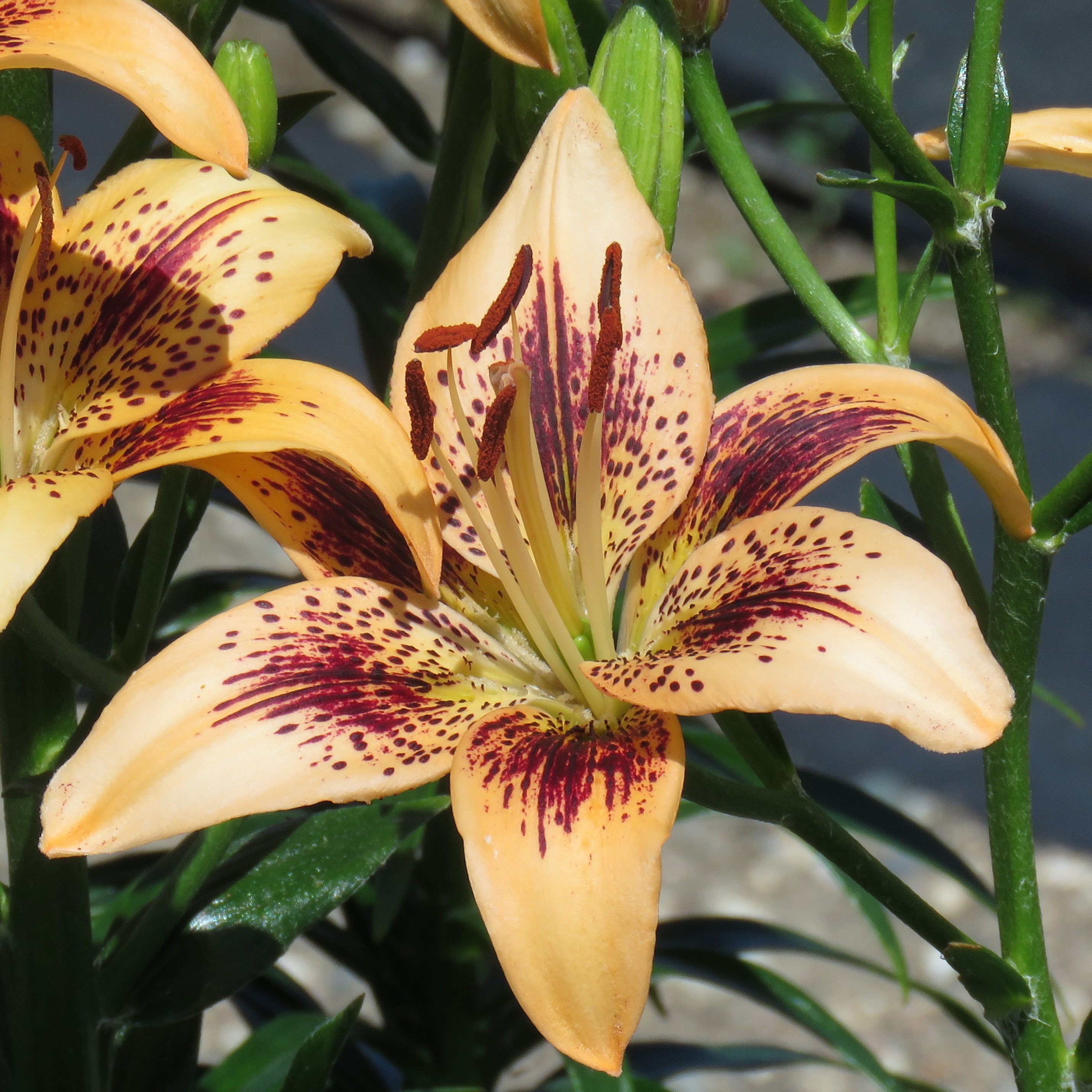 Lily Seed Colour Mix Hand Grown in Saskatchewan Asiatic Lilium 15 Seeds ...