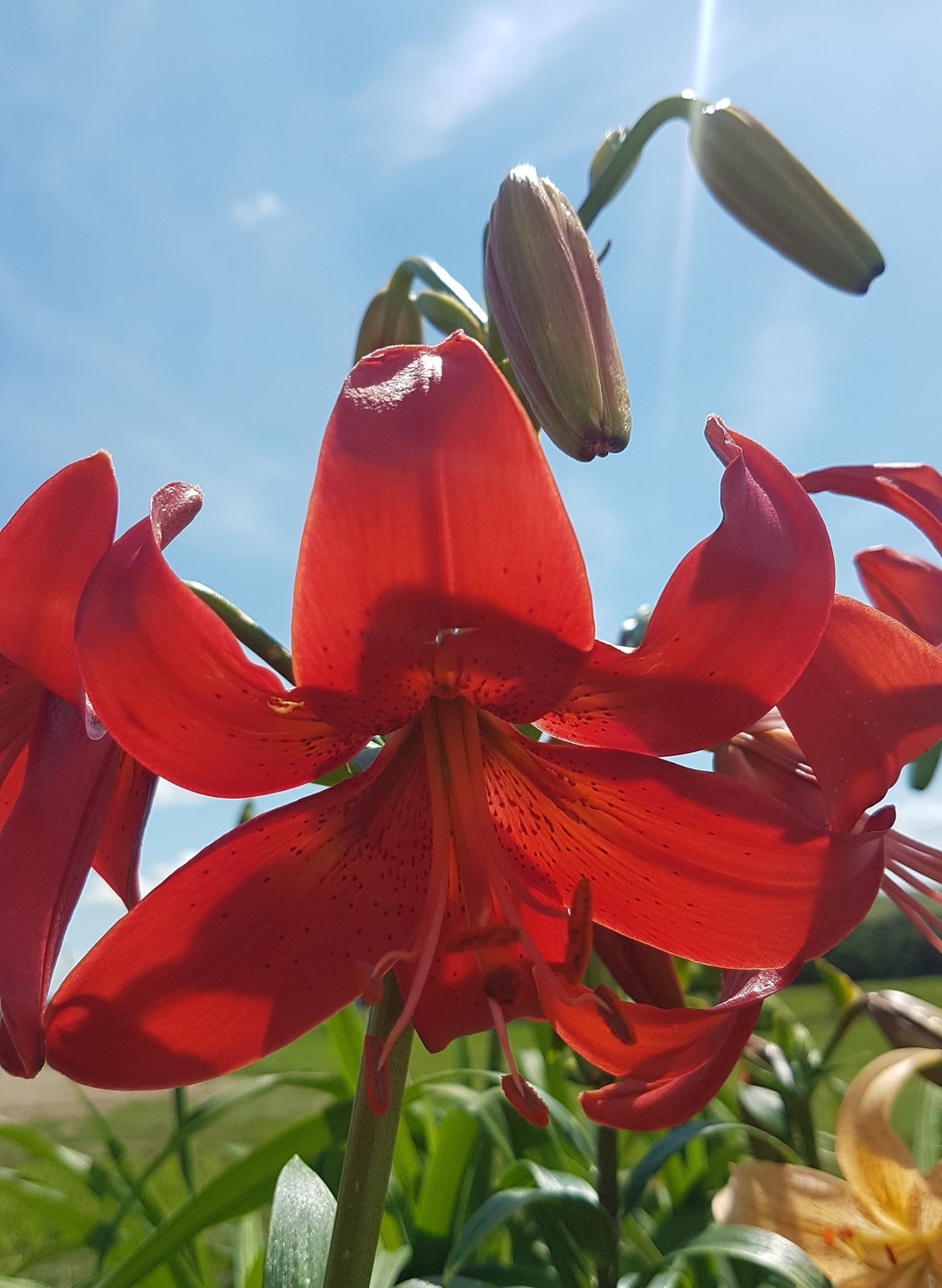 Red Lily Seeds, 15 Asiatic Lily Seeds Canadian Grown Lilium Lilyfield ...