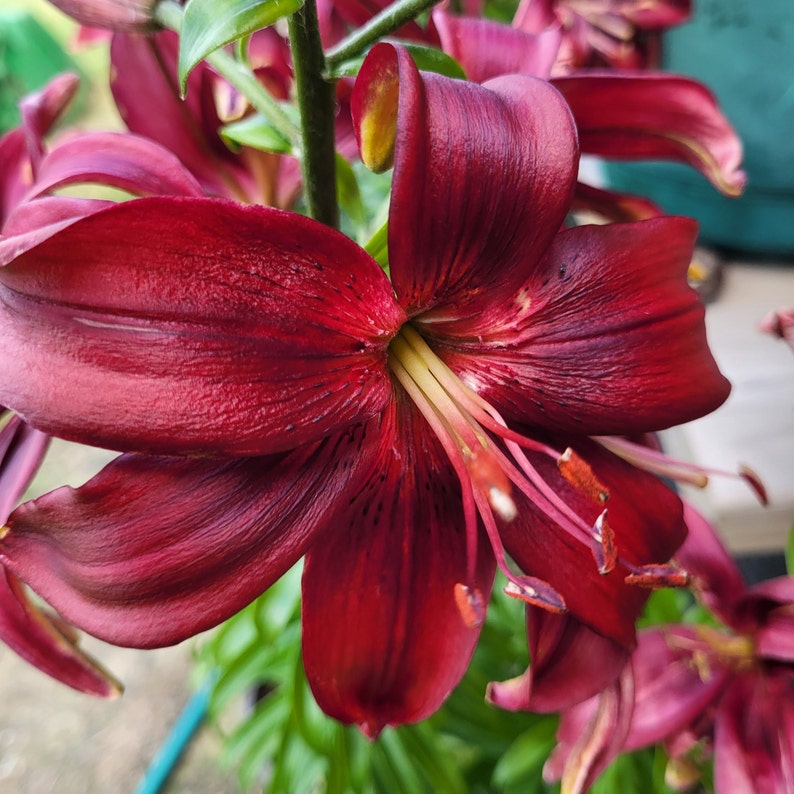 Lily Seed Colour Mix Hand Grown in Saskatchewan Asiatic Lilium 15 Seeds ...