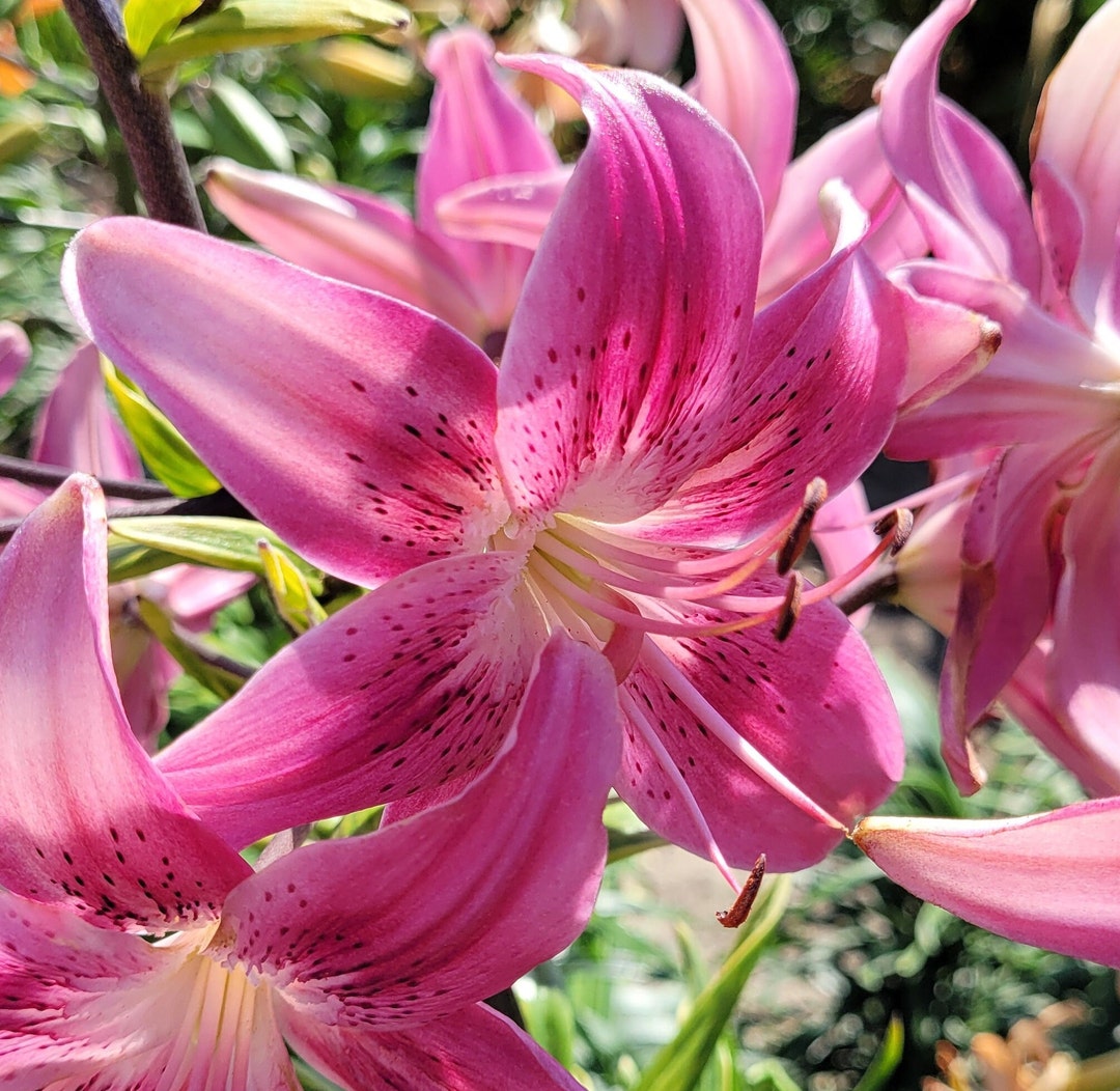 Pink Lily Seed, Speckled & Spotted, Grown in Saskatchewan, Zone 1 to 8 ...