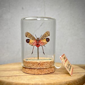 Real Leafhopper Bug Display Unique Insect Specimen for Entomology ...