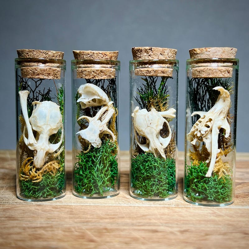 Oddity Curio Bone Jar - Etsy