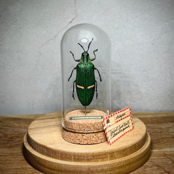 Beetle Taxidermy - Etsy