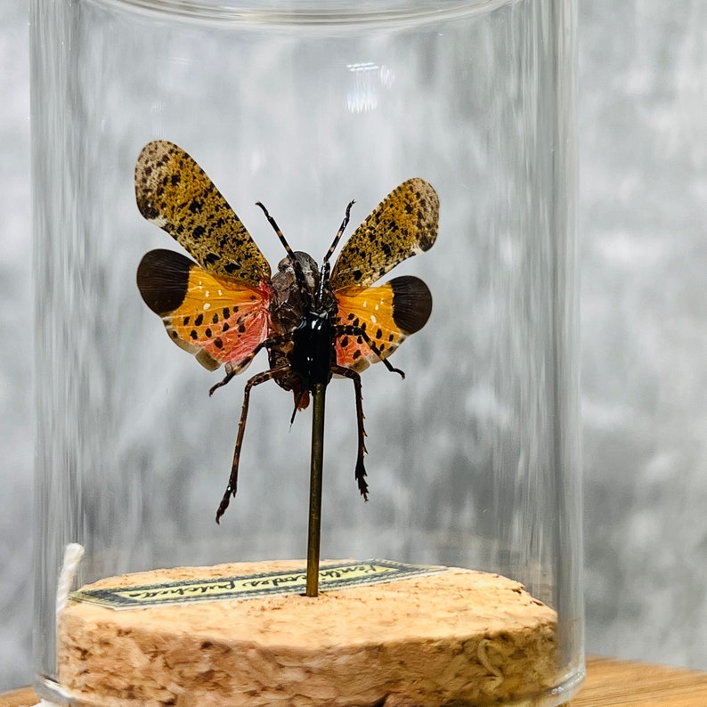 Real Leafhopper Bug Display Unique Insect Display Dome - Etsy