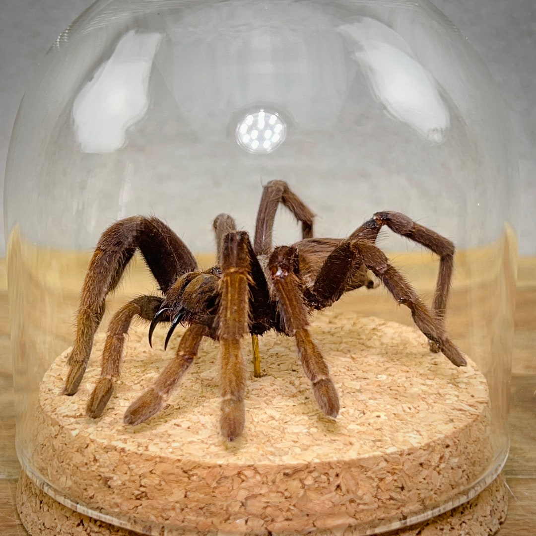 Taxidermy Tarantula Spider Oddities Home Decor Weird Gifts - Etsy