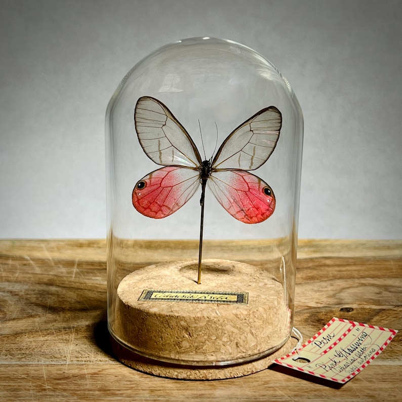 Pink Glasswing Butterfly Taxidermy, Glass Dome Display, Oddities ...