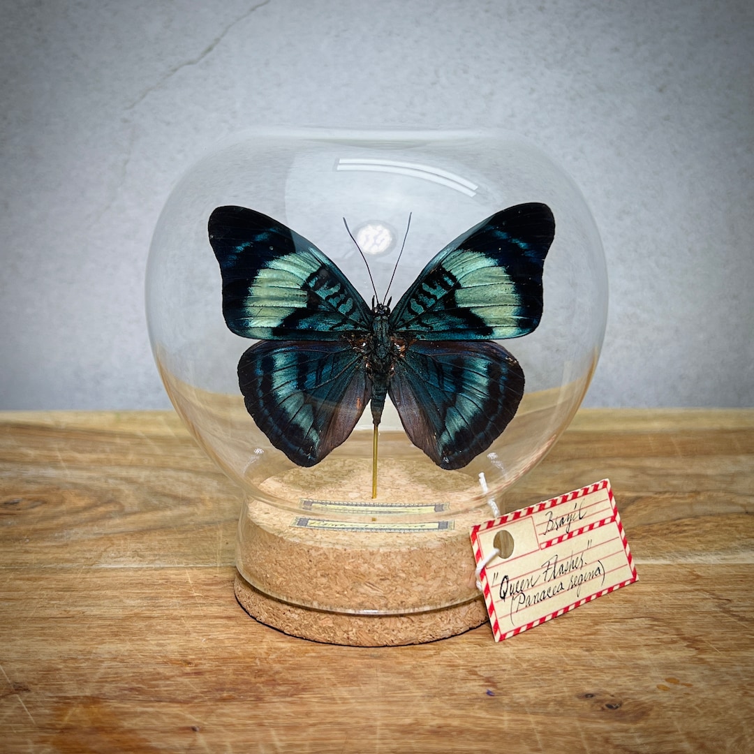 Real Butterfly Taxidermy Display Preserved Butterfly Insect - Etsy