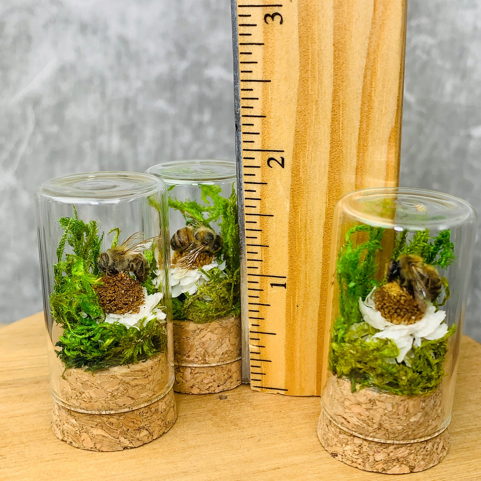 Honey Bee in Dome Jar Real Bee Taxidermy Display With - Etsy