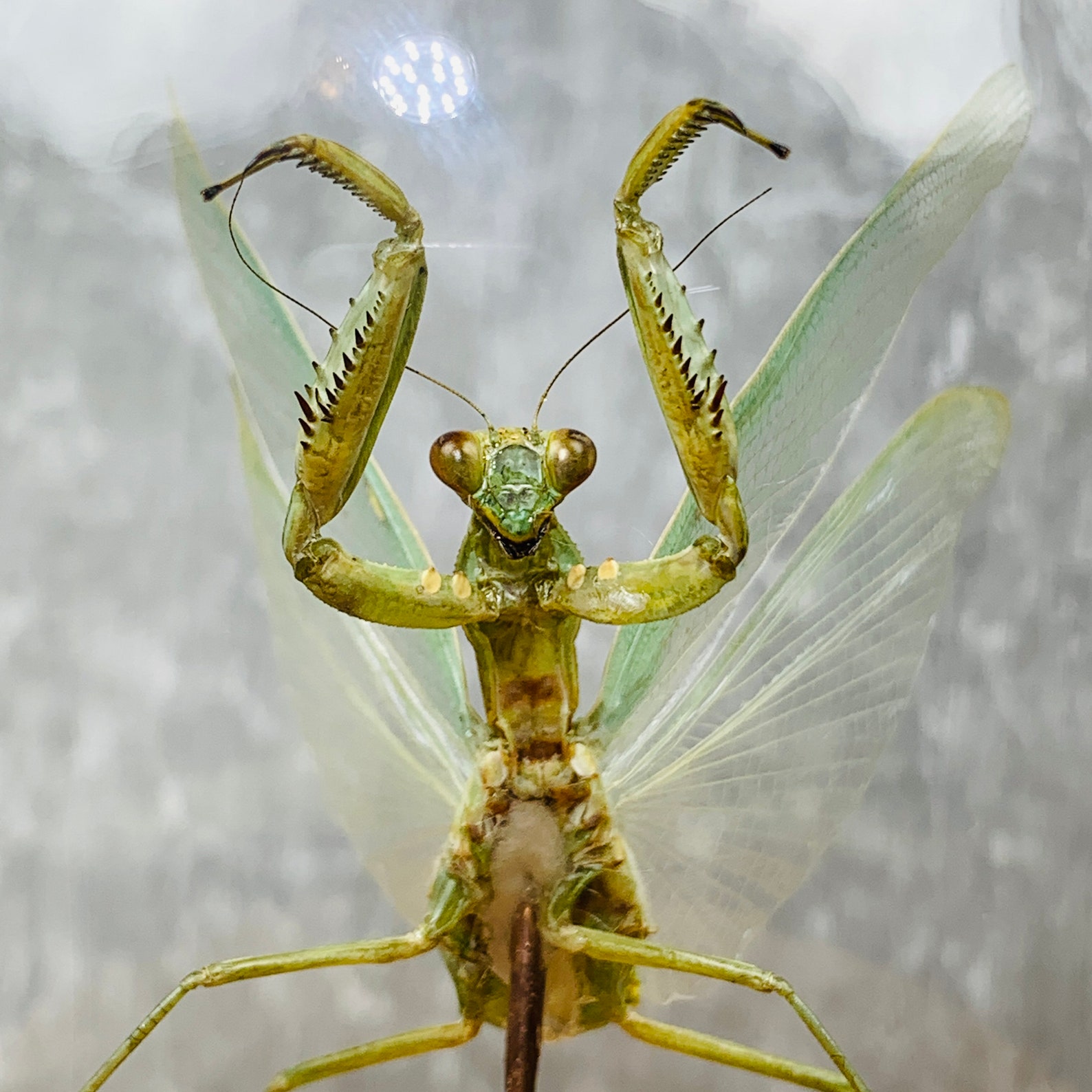 Praying Mantis in Glass Dome Display Real Insect Taxidermy - Etsy